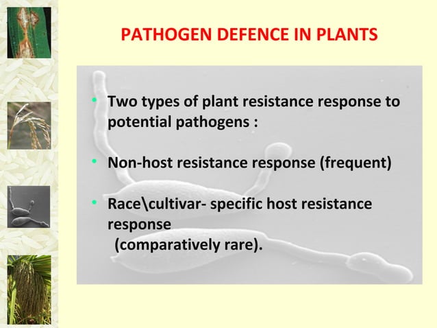 host-pathogen interaction in paddy blast | PPT