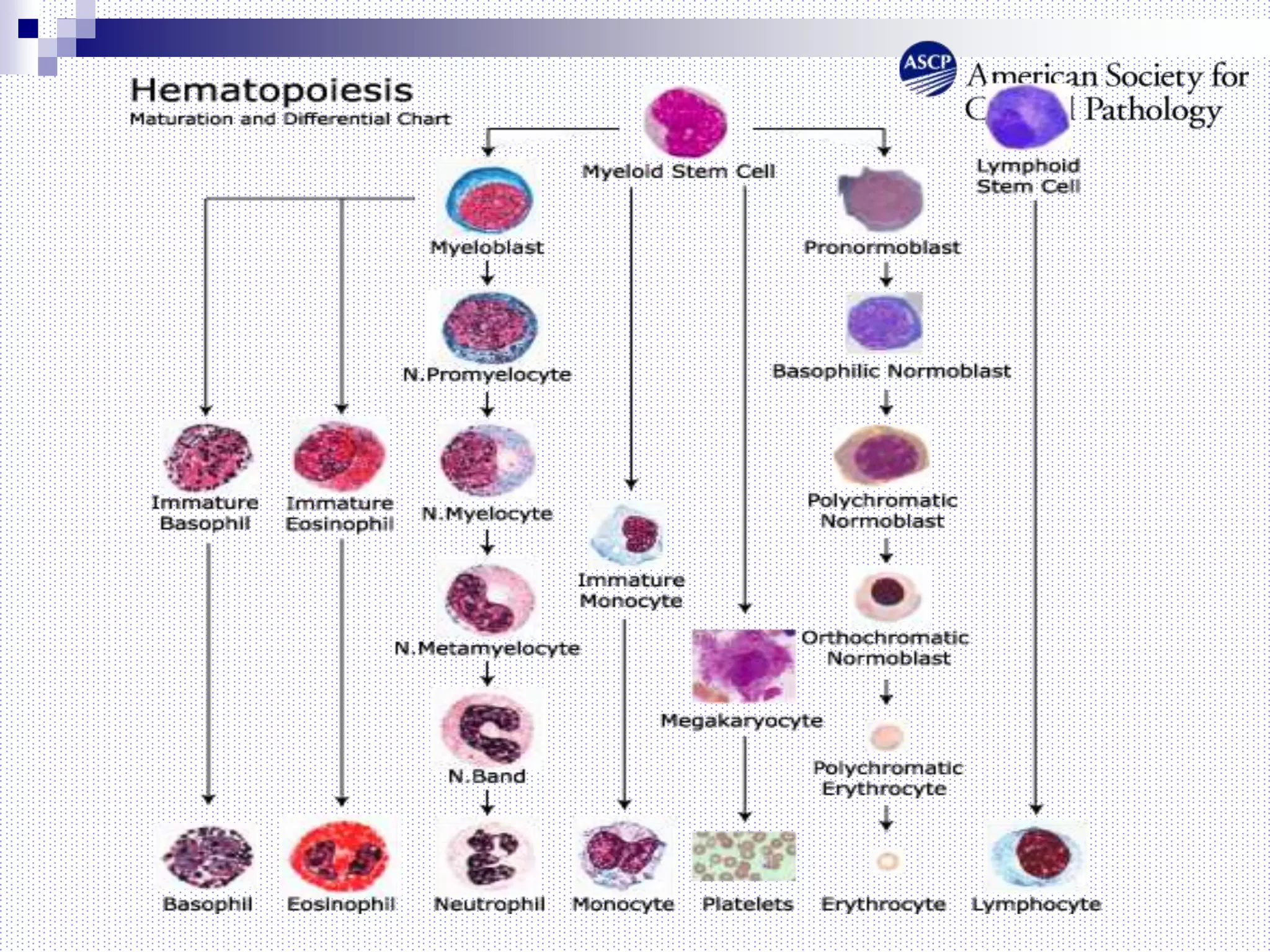 Hema I Chapter 2_composition, formation & function.ppt