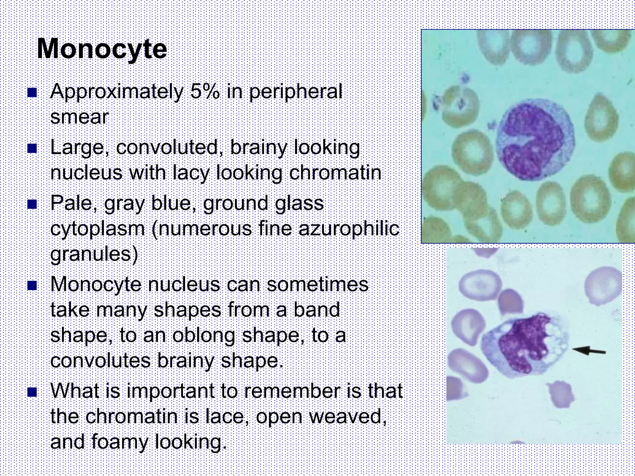 Hema I Chapter 8_Diff.ppt