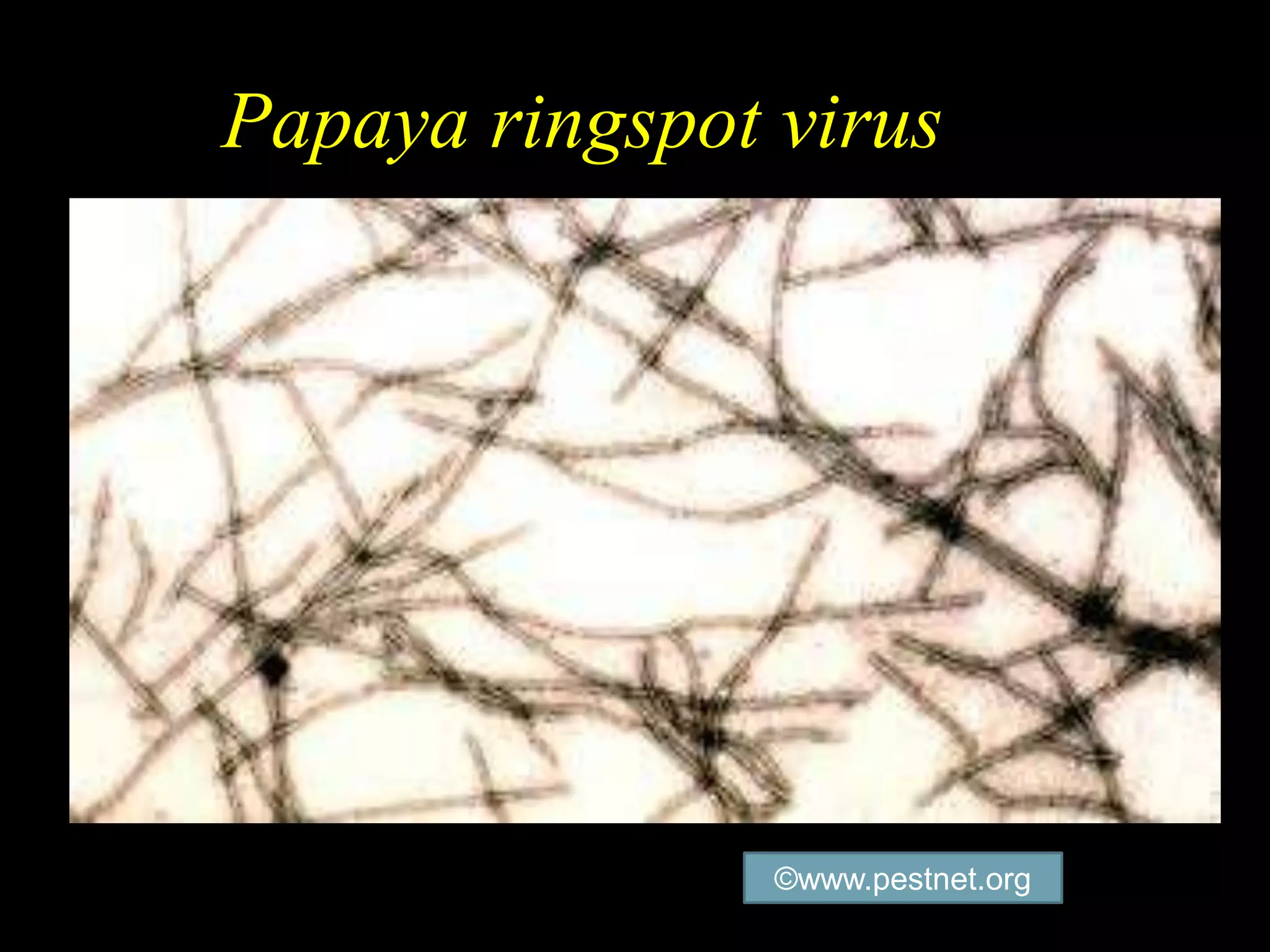 Papaya ring spot disease | PPTX