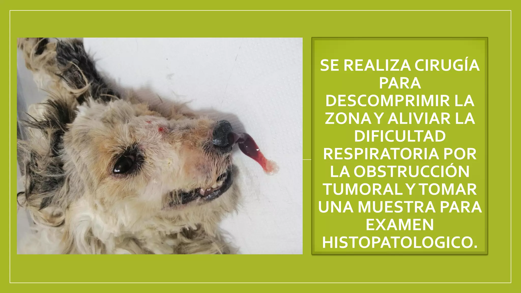 Hemangiopericitoma nasosinusal en un canino | PDF