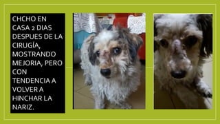 Hemangiopericitoma nasosinusal en un canino | PDF