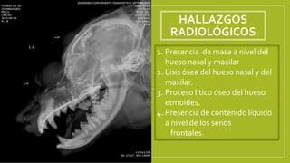 Hemangiopericitoma nasosinusal en un canino | PDF
