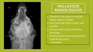 Hemangiopericitoma nasosinusal en un canino | PDF
