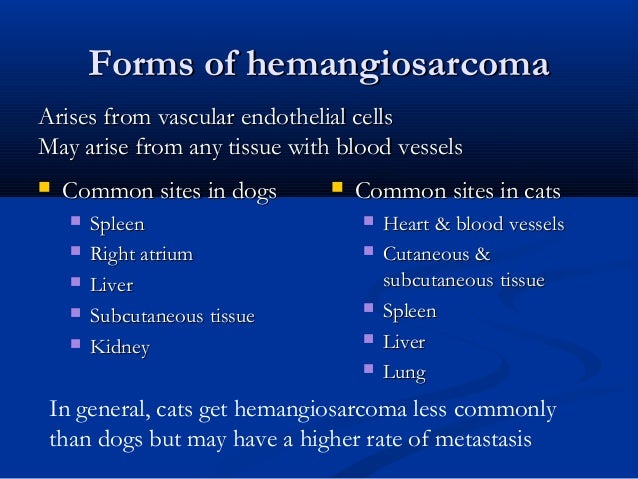 Hemangiosarcoma daubs aseh