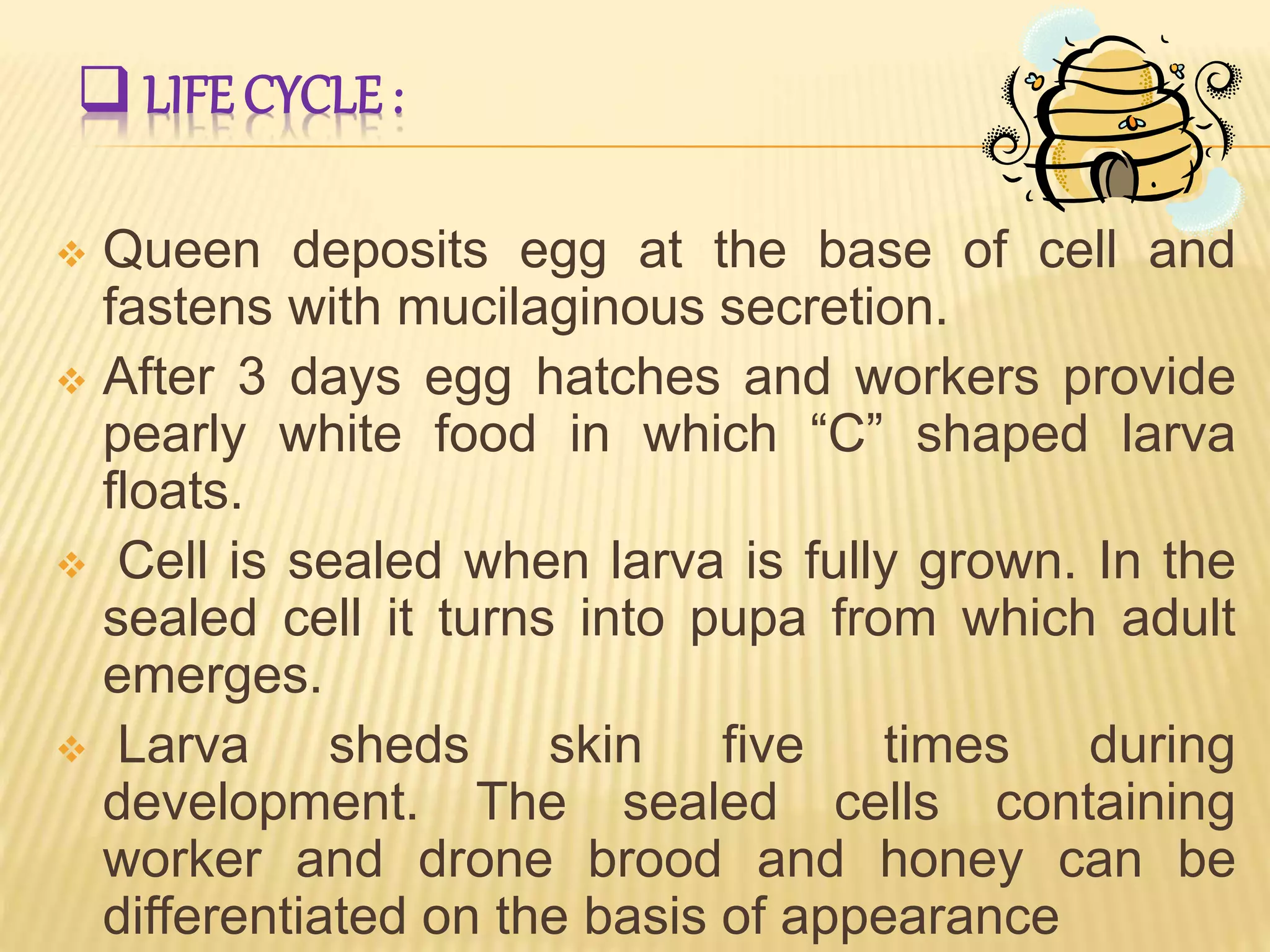COLONY ORGANIZATION AND LIFE CYCLE OF HONEY BEE | PPTX