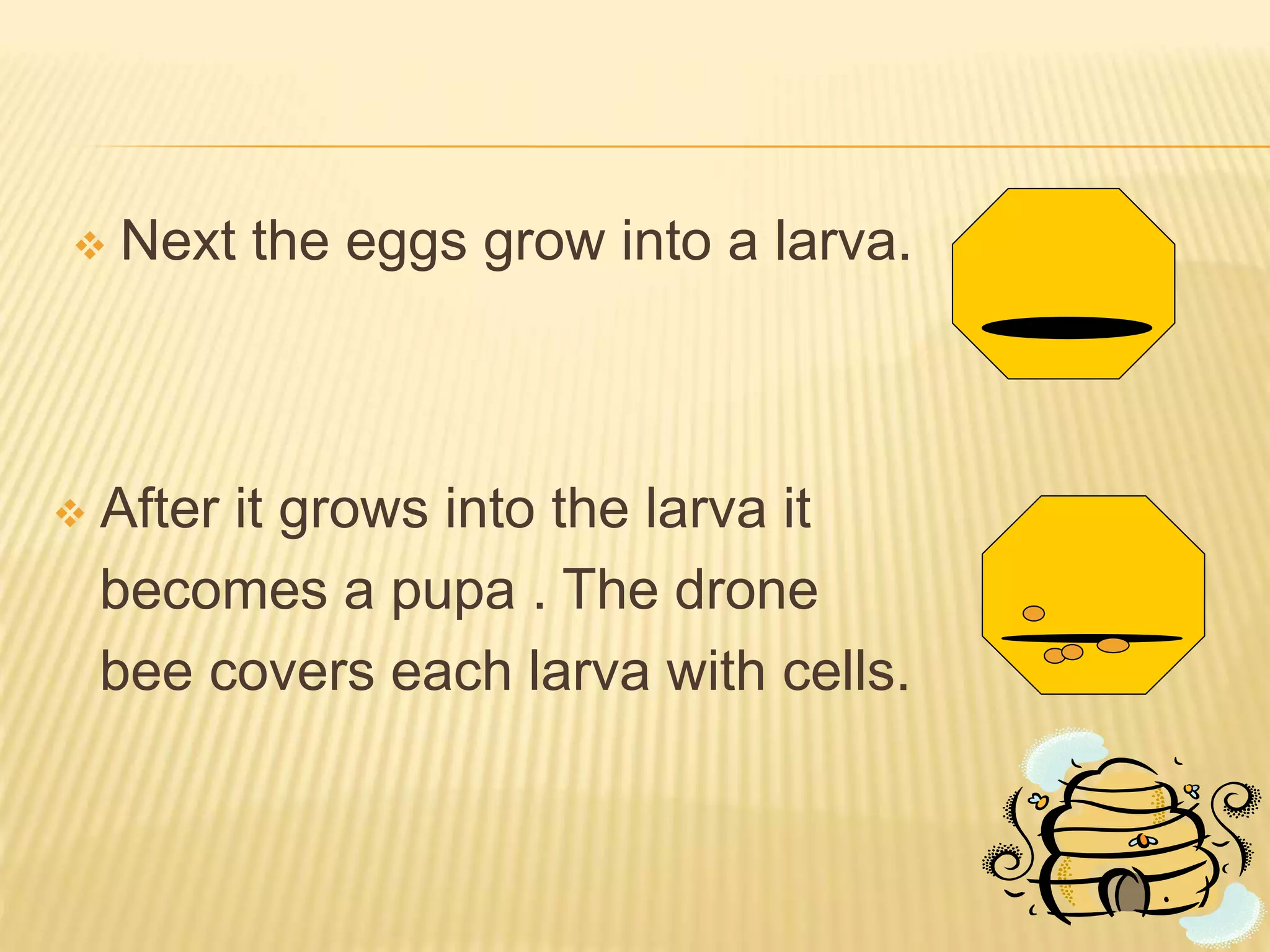 COLONY ORGANIZATION AND LIFE CYCLE OF HONEY BEE | PPTX