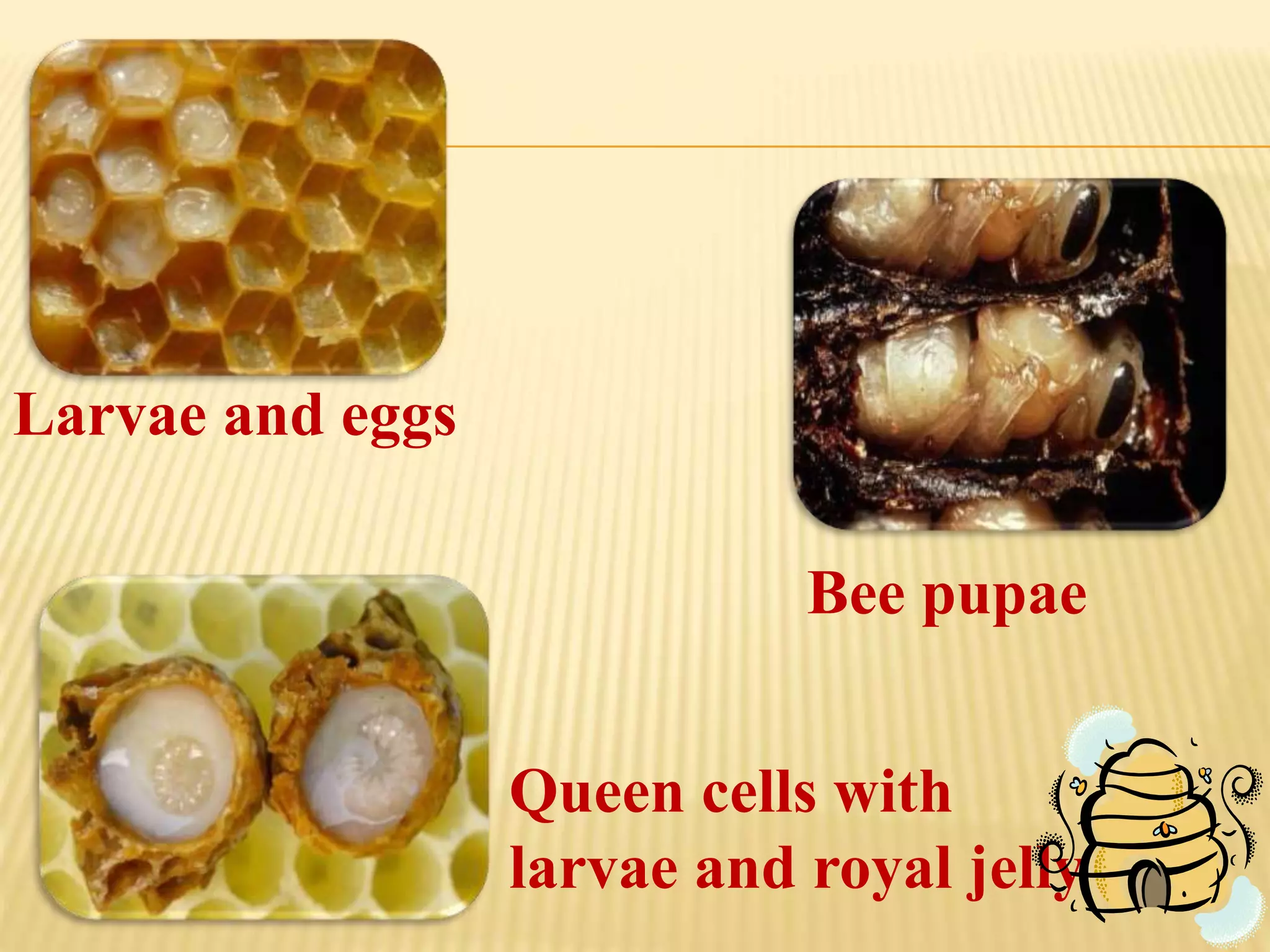 COLONY ORGANIZATION AND LIFE CYCLE OF HONEY BEE | PPTX