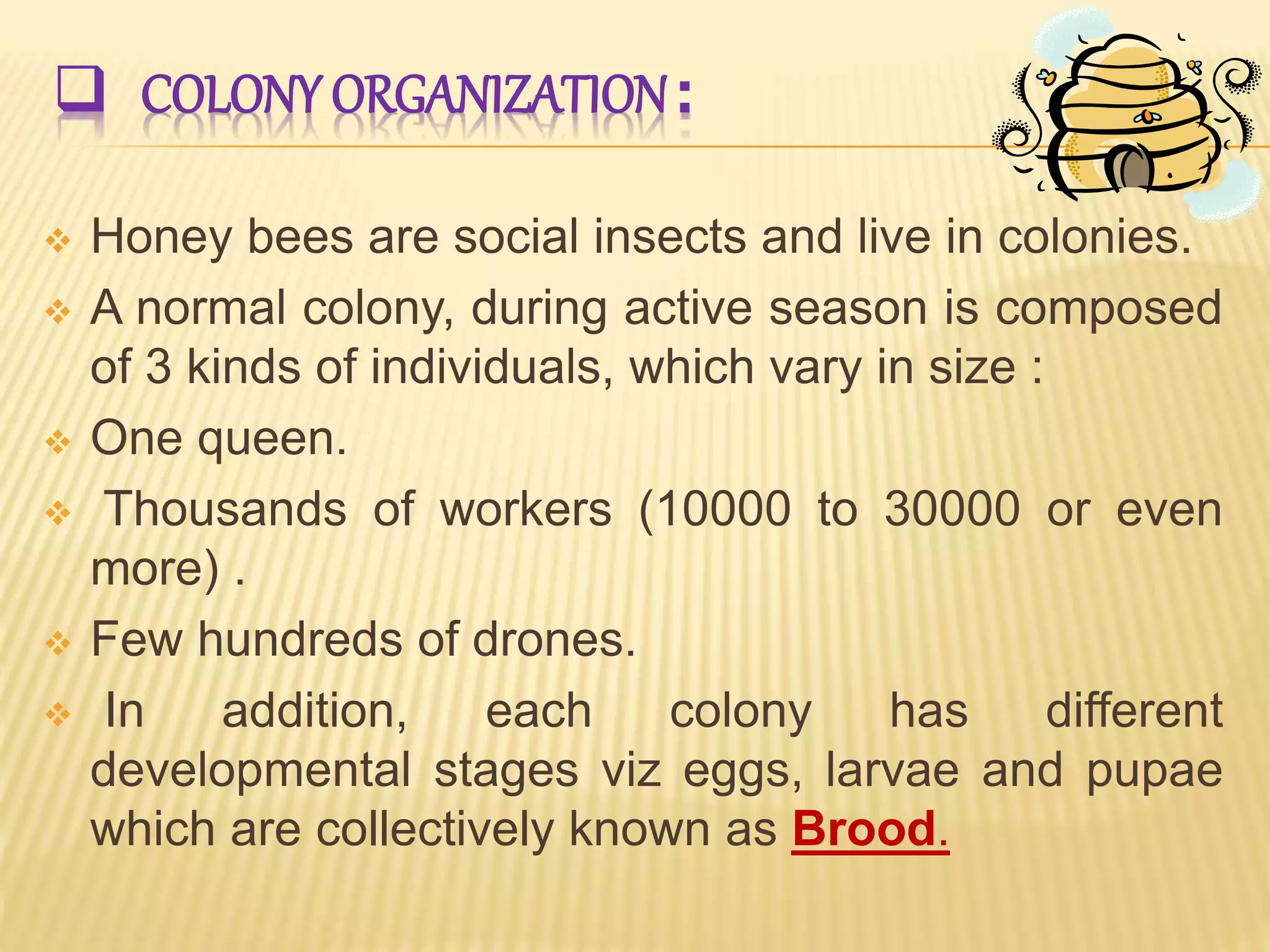 COLONY ORGANIZATION AND LIFE CYCLE OF HONEY BEE | PPTX
