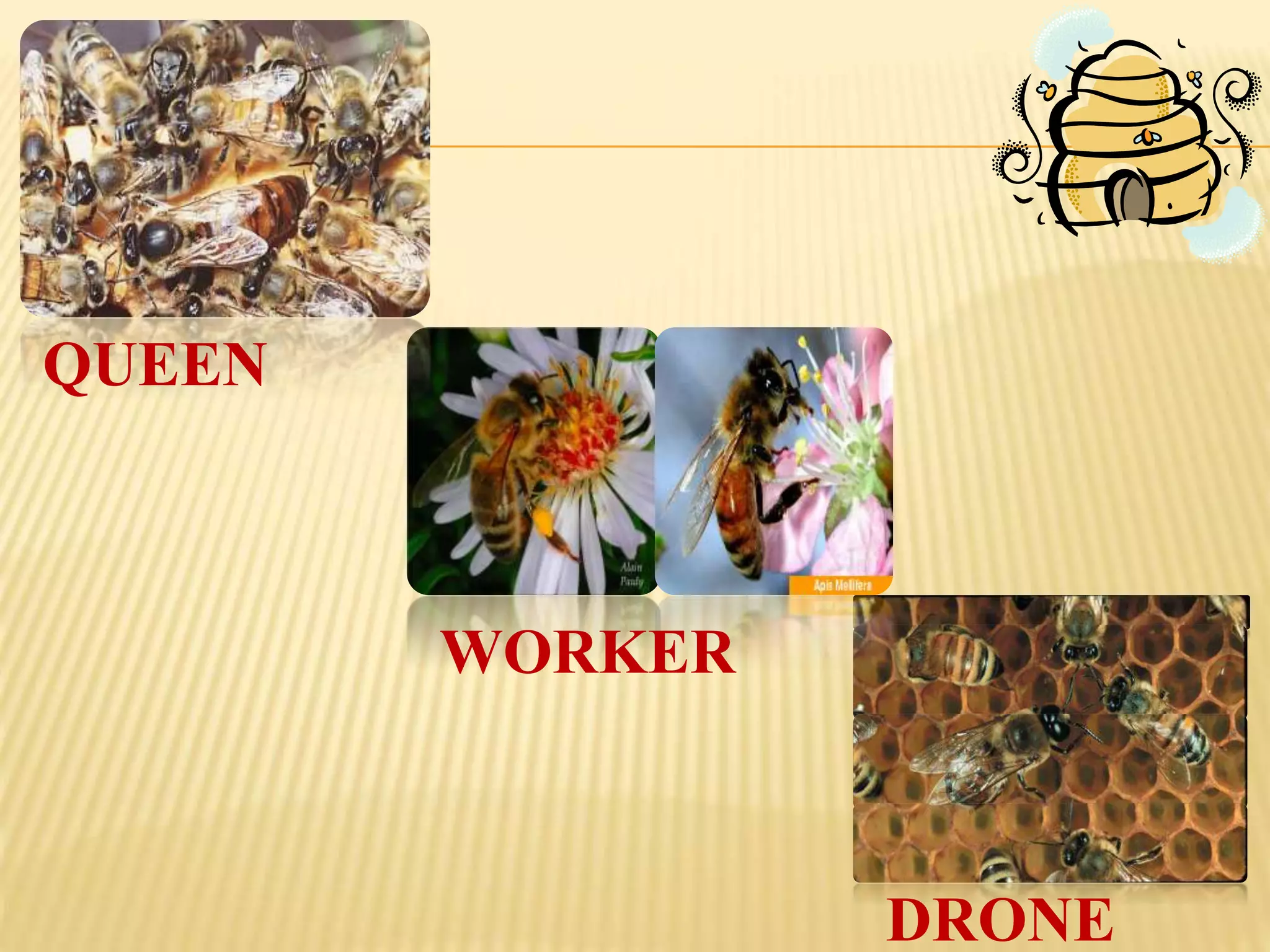 COLONY ORGANIZATION AND LIFE CYCLE OF HONEY BEE | PPTX