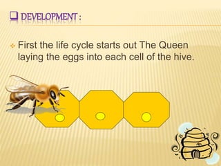 COLONY ORGANIZATION AND LIFE CYCLE OF HONEY BEE | PPTX