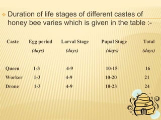 COLONY ORGANIZATION AND LIFE CYCLE OF HONEY BEE | PPTX