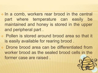 COLONY ORGANIZATION AND LIFE CYCLE OF HONEY BEE | PPTX