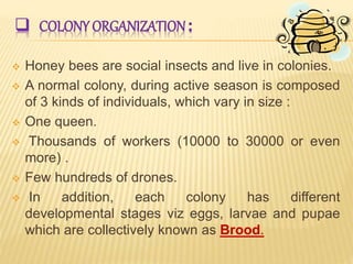 COLONY ORGANIZATION AND LIFE CYCLE OF HONEY BEE | PPTX