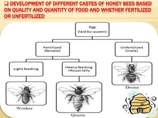 COLONY ORGANIZATION AND LIFE CYCLE OF HONEY BEE | PPTX