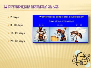 Life Cycle Of Honey Bee Ppt
