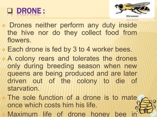 Life Cycle Of Honey Bee Ppt