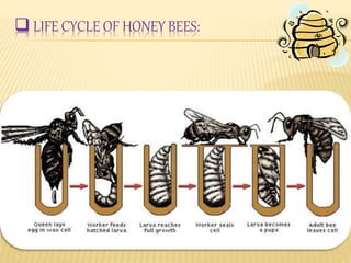 Life Cycle Of Honey Bee Ppt