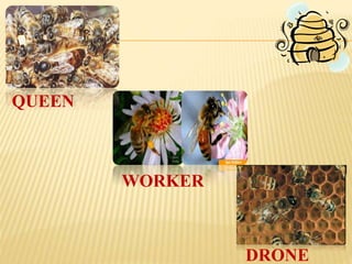 Life Cycle Of Honey Bee Ppt