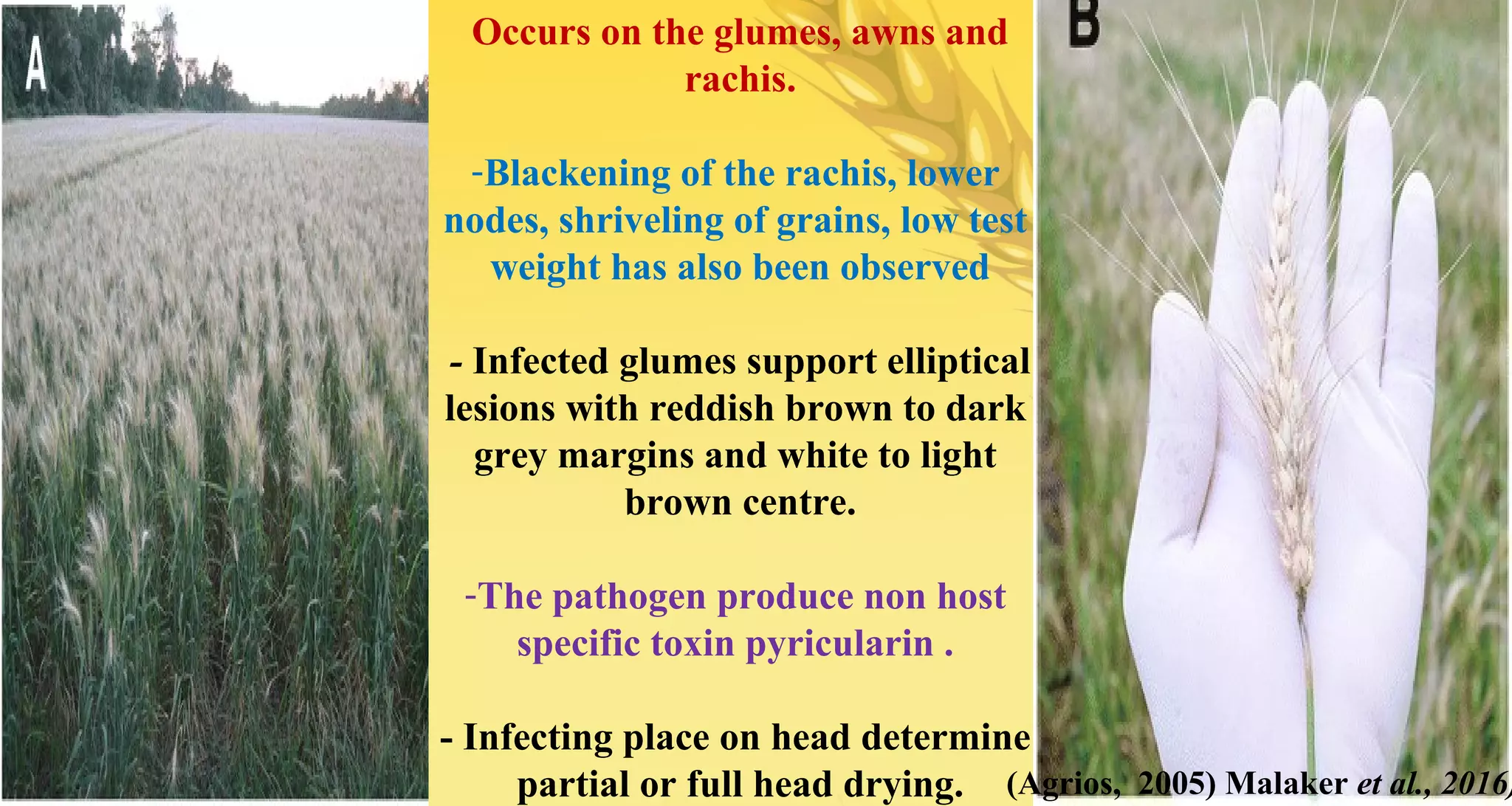 wheat blast | PPT