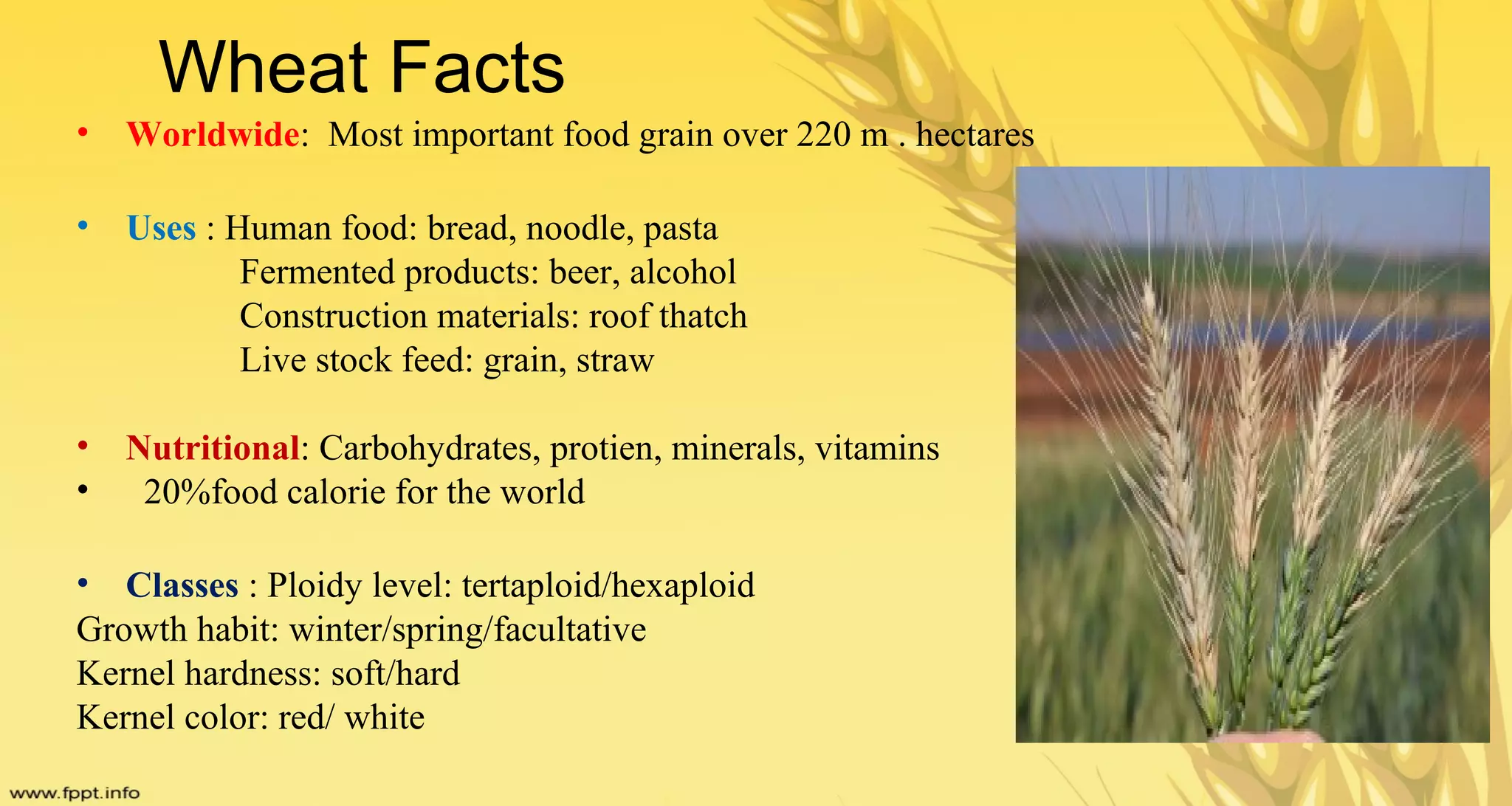 wheat blast | PPT