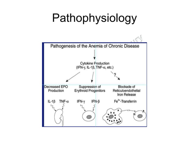 Anemia, Microcytic Hypochromic and Macrocytic anemia | PPT | Blood ...