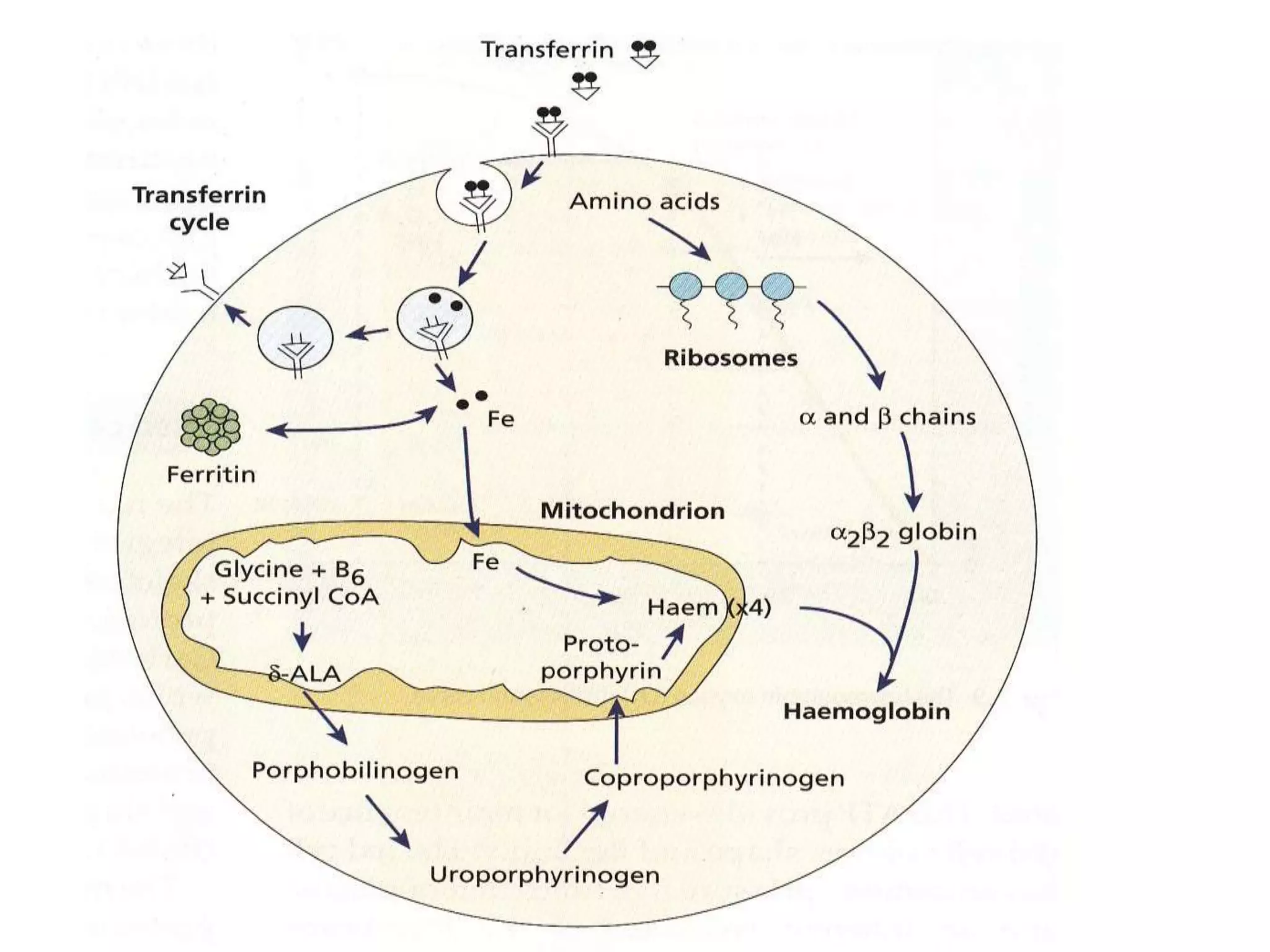 Haemolytic anemia,Thalassemia, sickle cell Anemia) | PPT