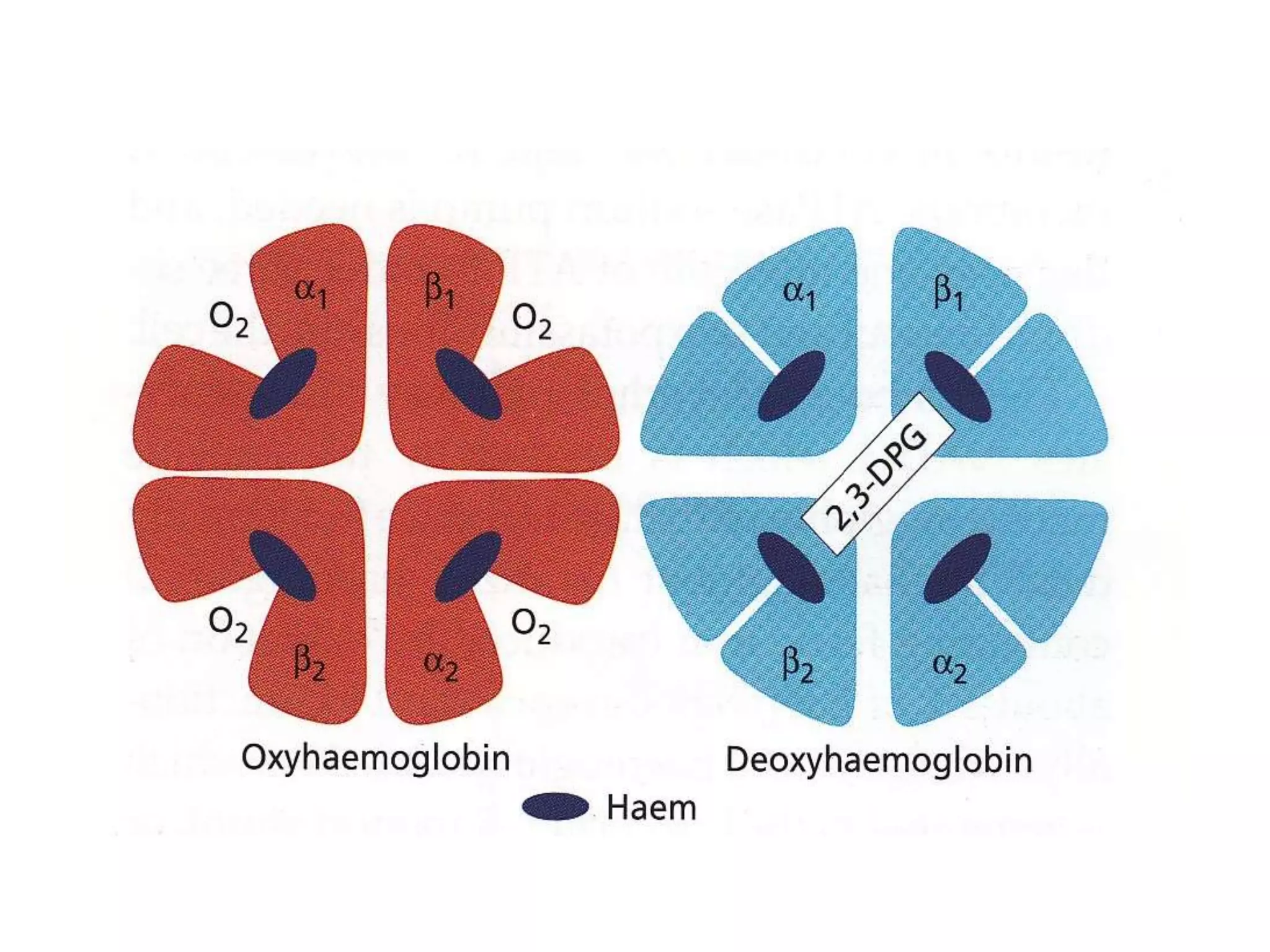 Haemolytic anemia,Thalassemia, sickle cell Anemia) | PPT