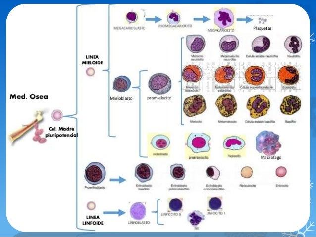 Línea mieloide y linfoide