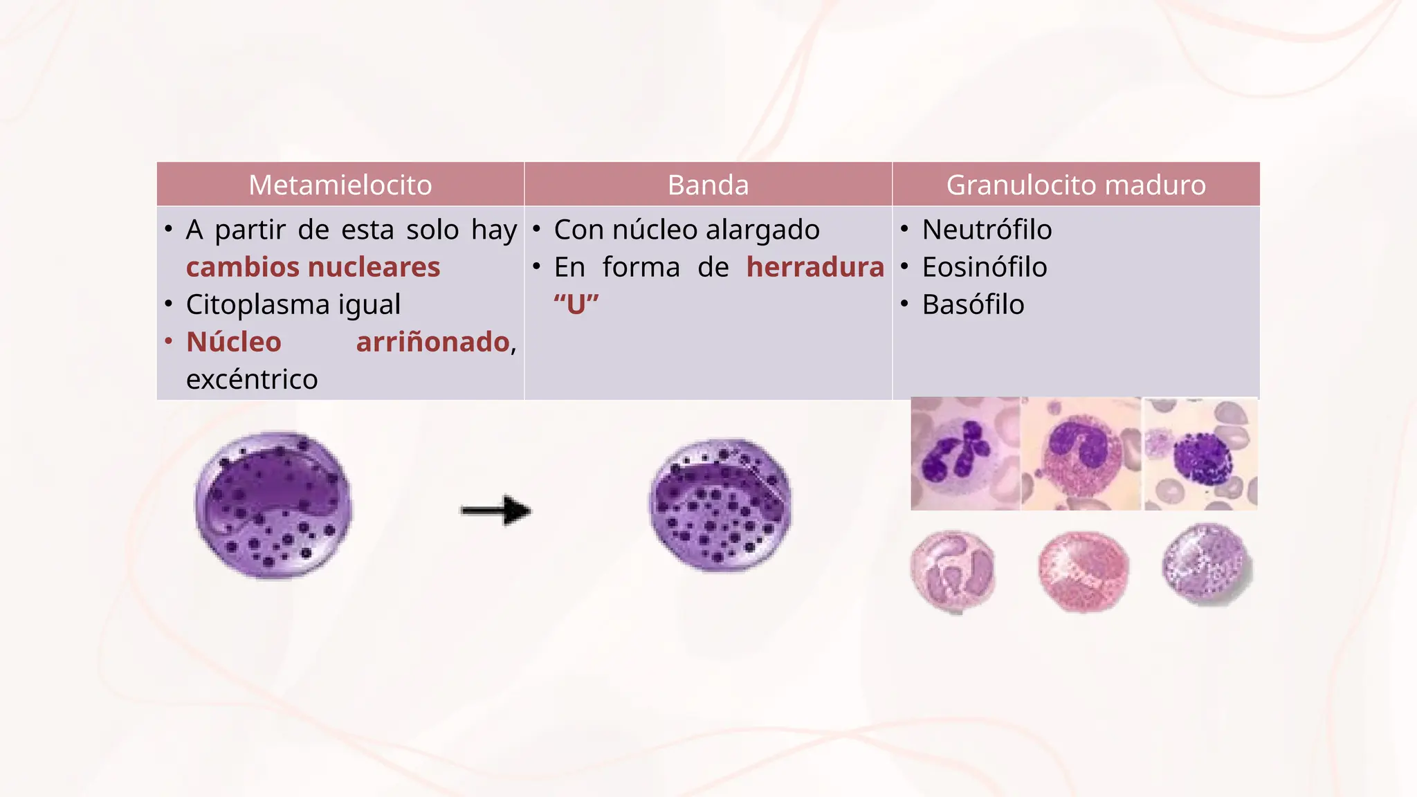 Hematología-Mielopoyesis Granulopoyesis .pptx
