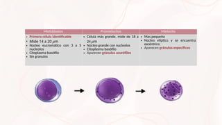 Hematología-Mielopoyesis Granulopoyesis .pptx