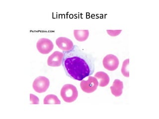 Hematologi | PPT