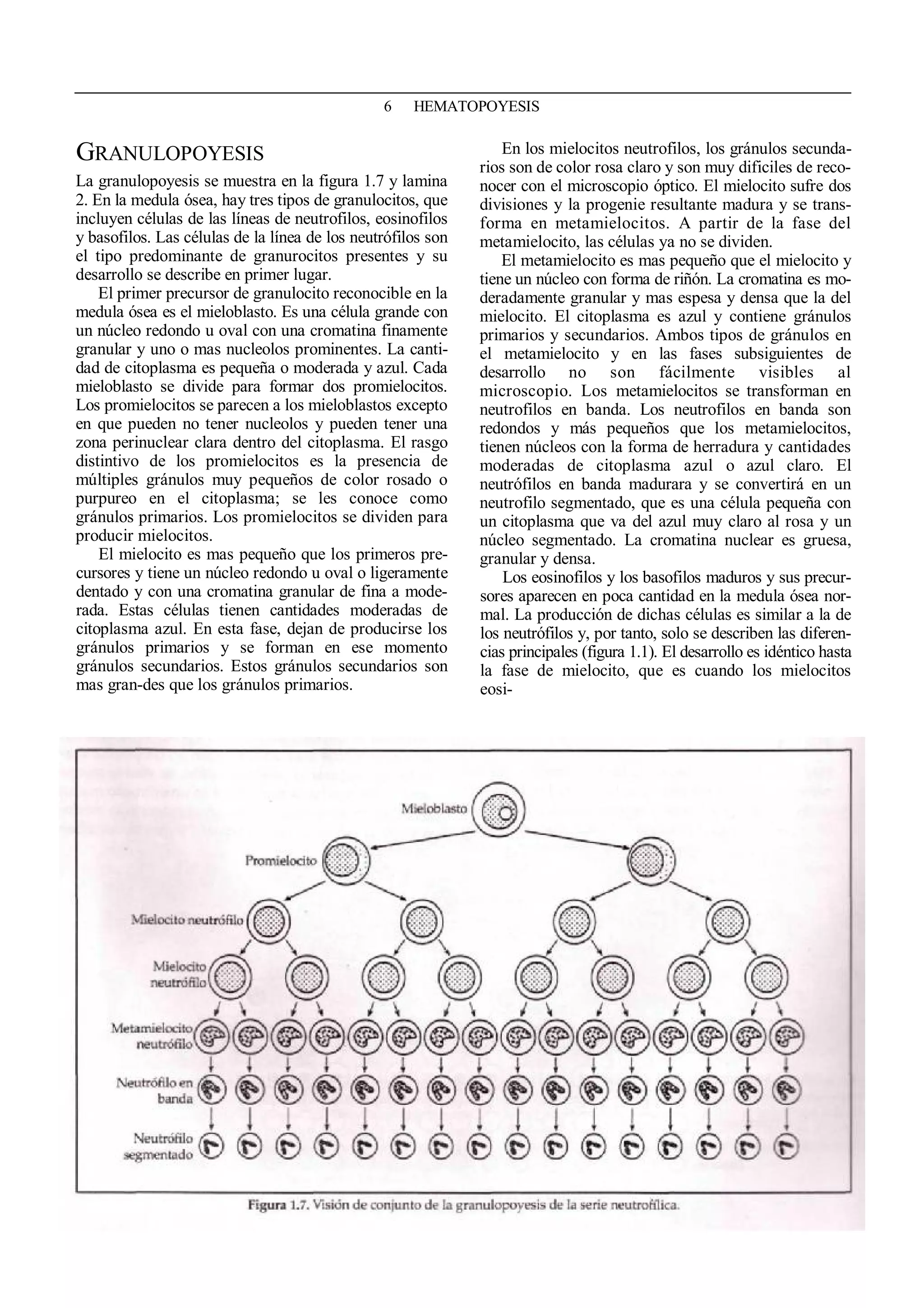Hematologia veterinaria final | PDF