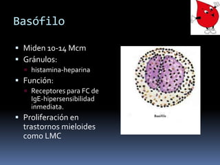 Hematologia y organos hematopoyeticos | PPTX