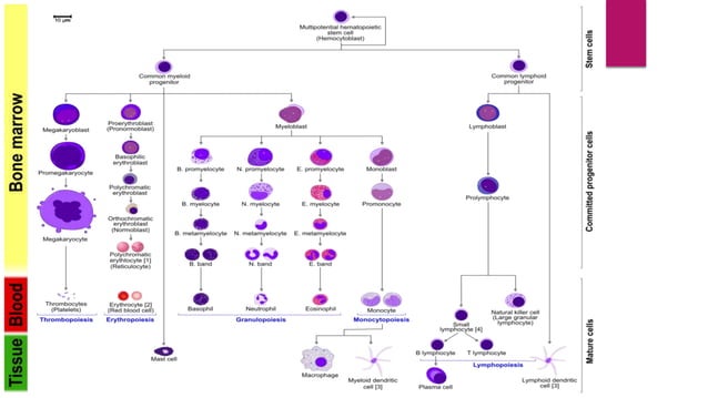 Hematological malignancies | PPTX | Blood Disorders | Diseases and ...