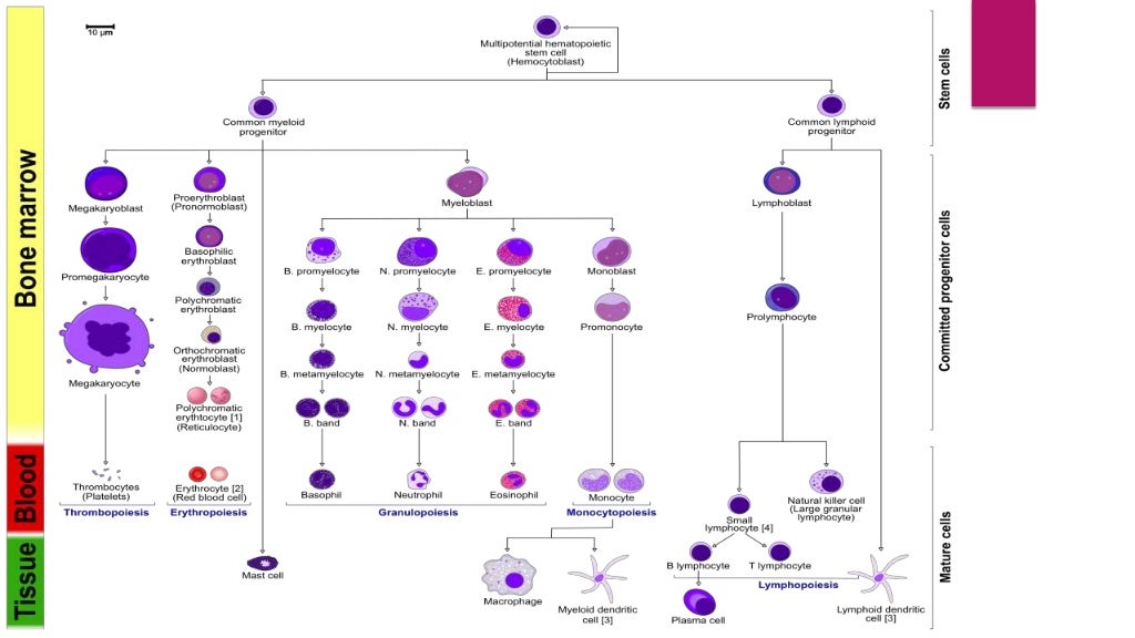Hematological malignancies