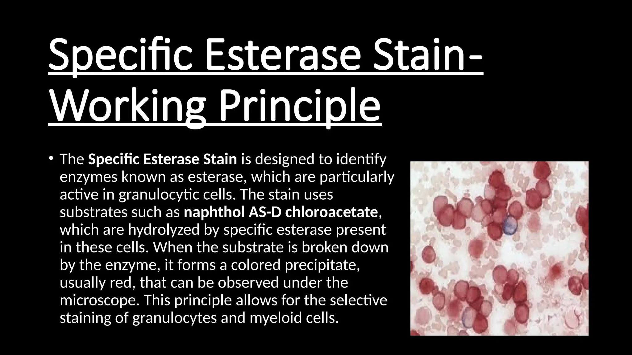 Hematological Staining techniques pathology | PPTX