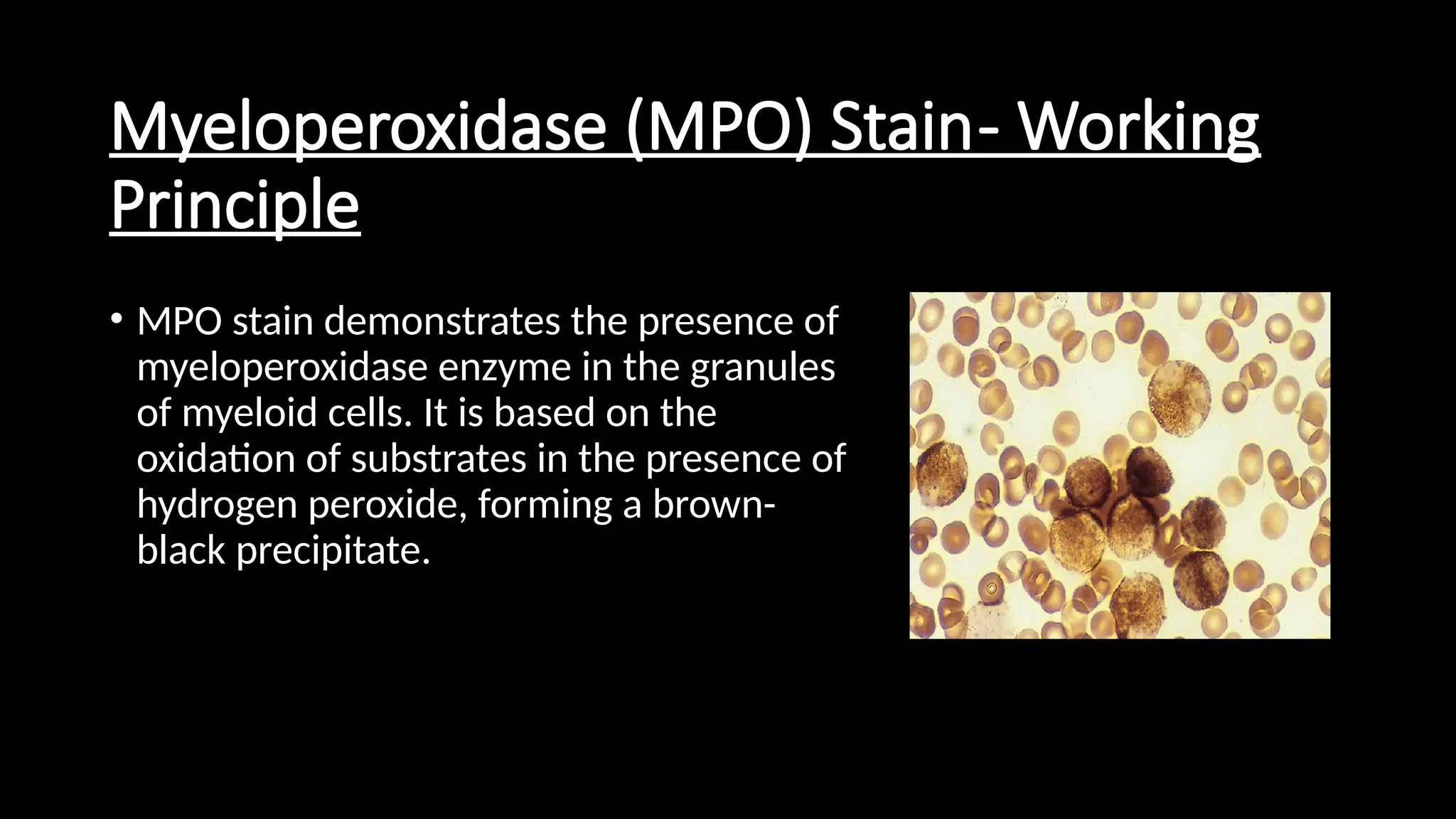 Hematological Staining techniques pathology | PPTX