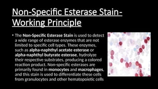 Hematological Staining techniques pathology | PPTX