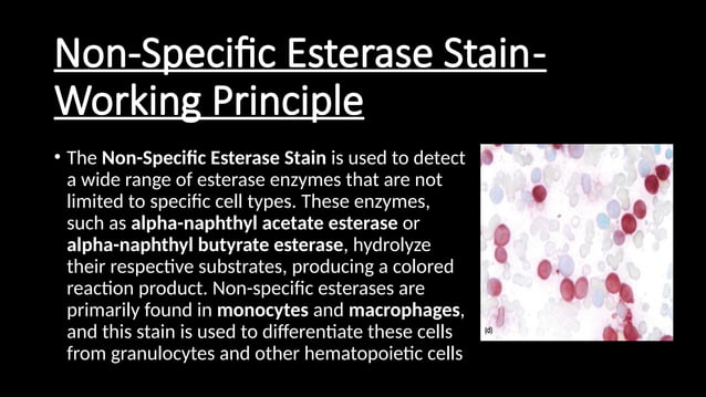 Hematological Staining techniques pathology | PPTX | Blood Disorders | Diseases and Conditions