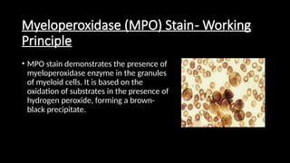 Hematological Staining techniques pathology | PPTX | Blood Disorders ...