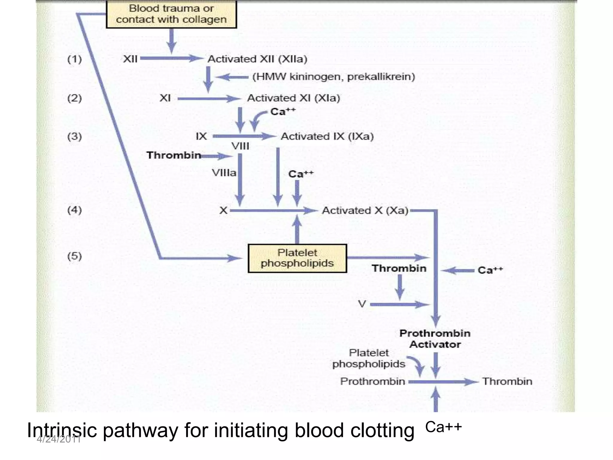 Hematologic changes of pregnancy | PPTX