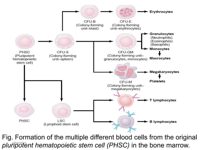 Hematologic changes of pregnancy | PPTX | Pregnancy | Reproductive Health