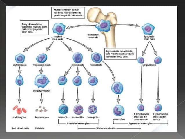 Hematologic disorders | PPTX | Blood Disorders | Diseases and Conditions
