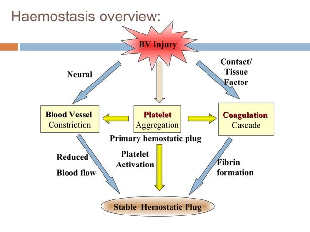hemostasis dan komponen | PPT