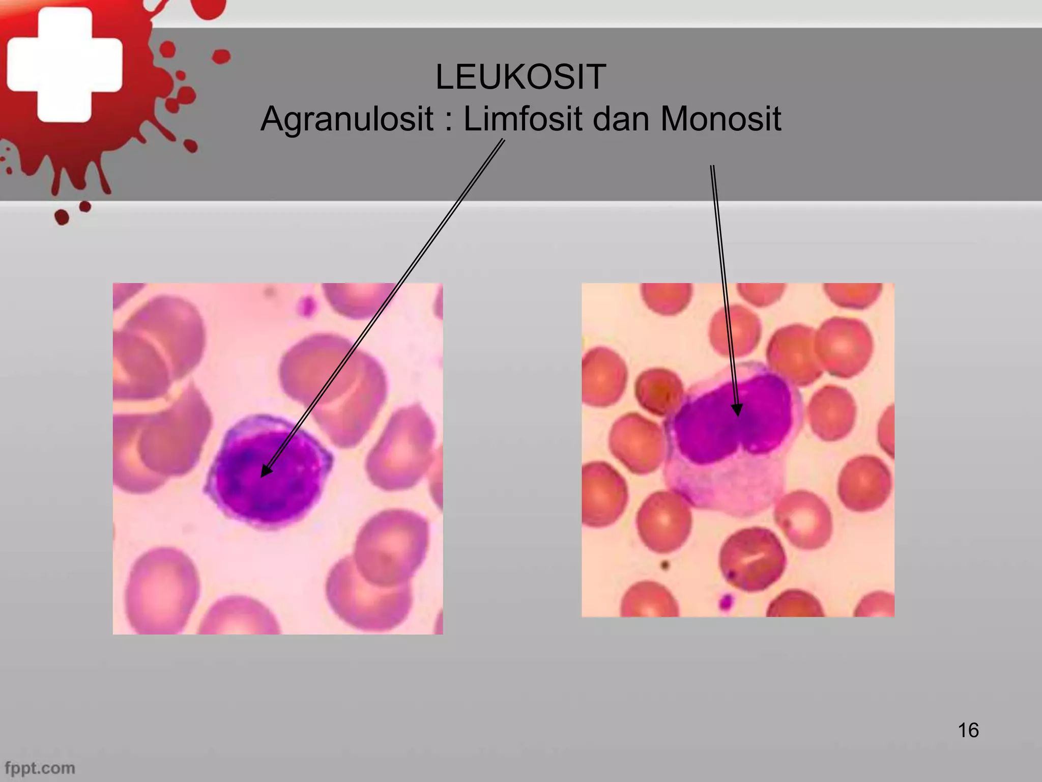 Hematologi | PPTX