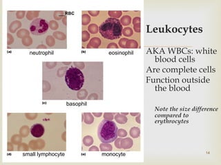 Hematology | PPT