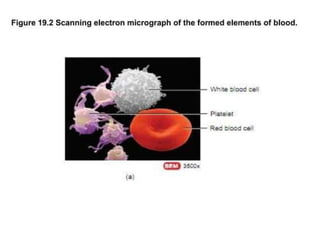 hematology.ppt introduction to Basic hematology | PPTX