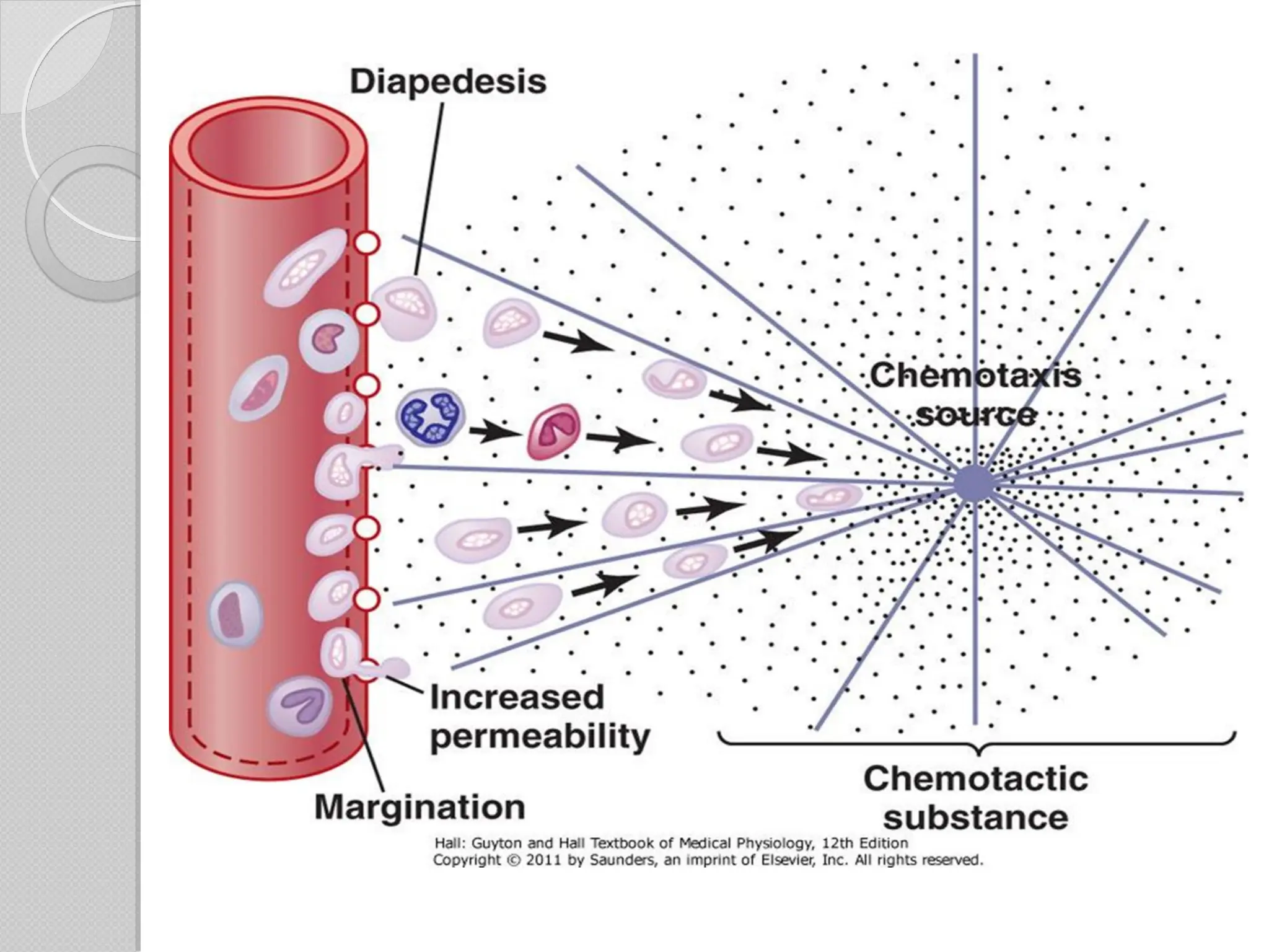Hematology -WBCs.ppt• Definitions and classifications of tumors (benign ...