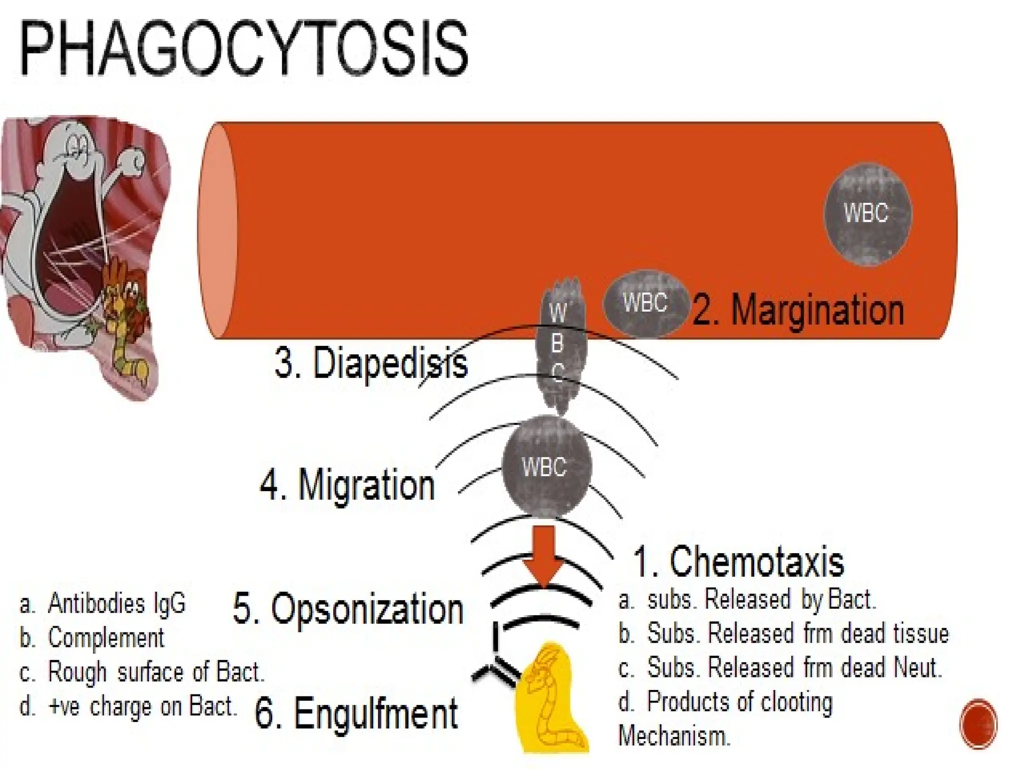 Hematology -WBCs.ppt• Definitions and classifications of tumors (benign ...